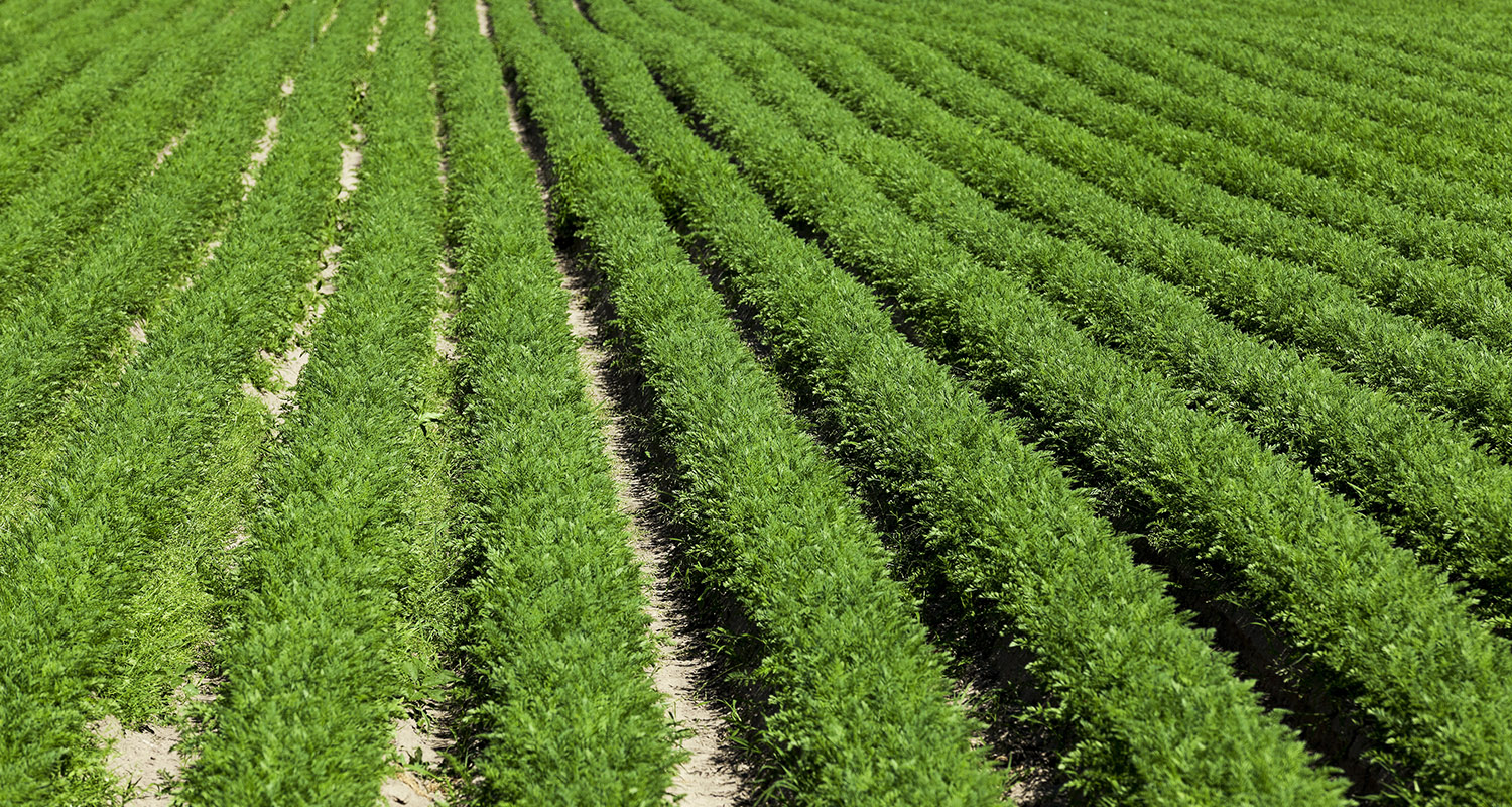 Comment augmenter son rendement agricole sans pesticides